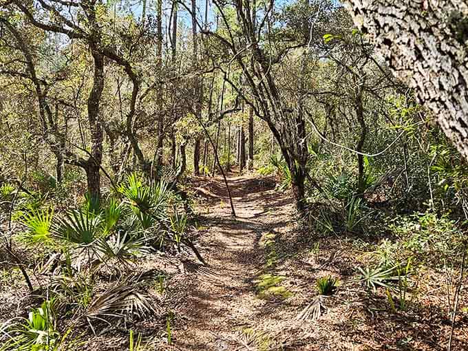 Natural Florida trails wind through scrub habitat that's been here longer than any of us, offering peaceful paths through authentic wilderness.