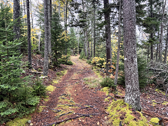 This winding forest trail promises adventure around every bend, like a choose-your-own-adventure book written by Mother Nature herself.