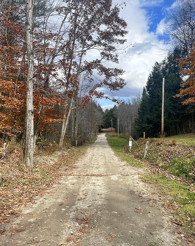 The path less traveled beckons with promises of adventure, winding through autumn's golden embrace and whispering forest secrets.