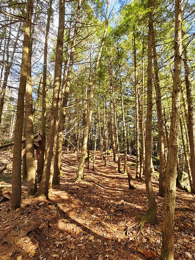 Sunlight dapples through towering sentinels, creating nature's own cathedral ceiling along this serene woodland path.
