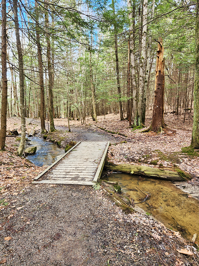 A simple wooden bridge crosses a gentle stream, inviting hikers deeper into the peaceful woodland.