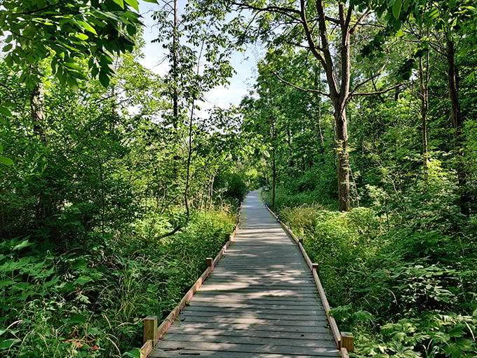 A wooden pathway to wilderness wonders: This boardwalk invites visitors to explore Whitnall Park's lush landscape without disturbing the delicate ecosystem.