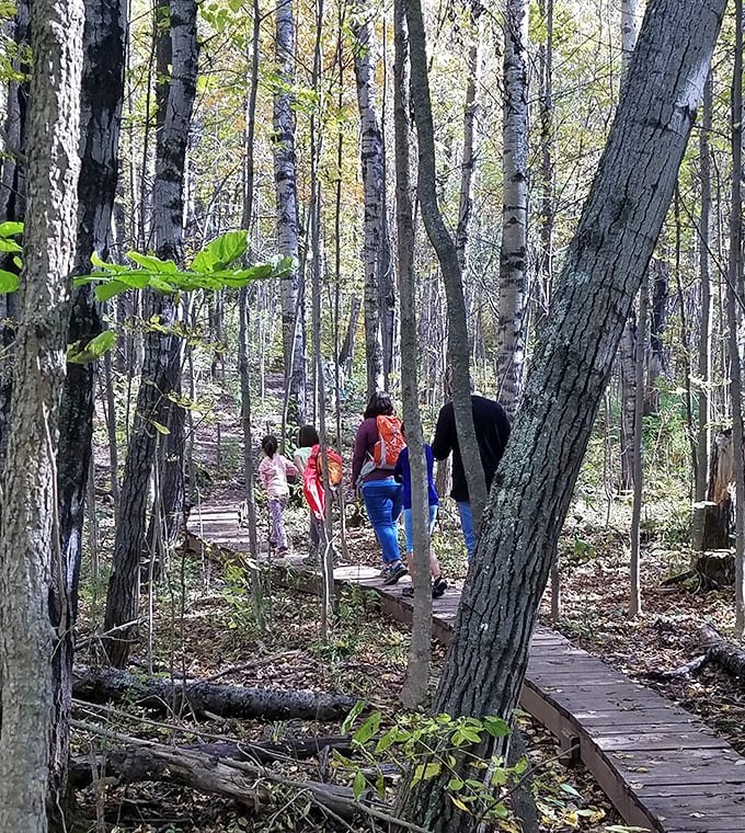 Forest bathing, Minnesota-style: Families navigate the wooden boardwalk through birch sentinels, each step a retreat from modern chaos.