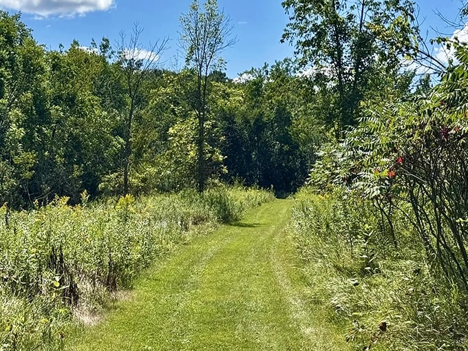 Nature reclaims its space along this peaceful section of trail, where tall grasses create a corridor of green tranquility.