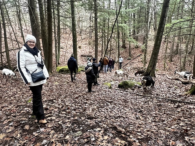 Winter wonderland hiking with goats, where snowy trails become magical adventures for both two-legged and four-legged explorers.