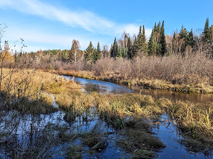 Gentle waters meander through the wilderness, a liquid timeline reflecting centuries of natural history in its peaceful flow.