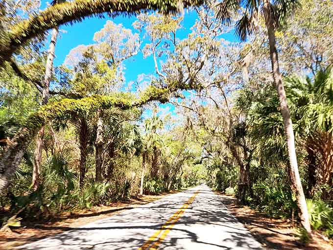 This isn't just a road &ndash; it's a time machine to Old Florida, where Spanish moss sways like ghostly curtains and sunlight plays hide-and-seek.