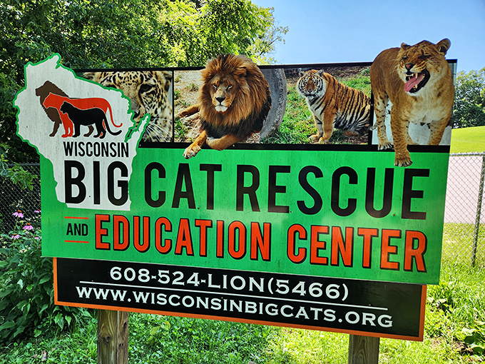Welcome to the wild side: The vibrant entrance sign promises encounters with nature's most powerful felines.