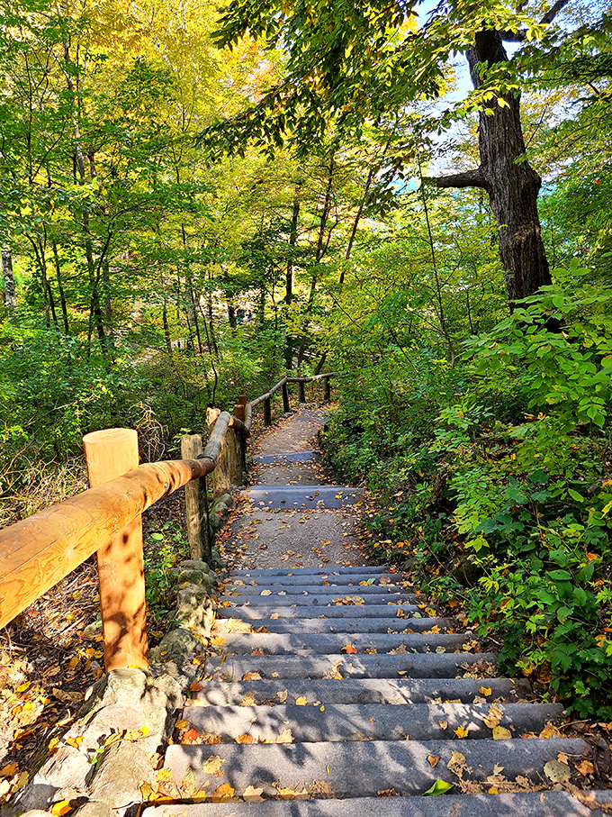 Stone steps descend into the ravine's embrace, where dappled sunlight plays hide-and-seek through the lush summer canopy.