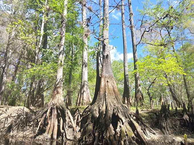 These towering pines have been standing here longer than anyone's been complaining about Florida traffic, and they're not impressed by your hurry.