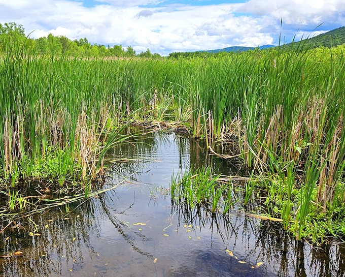 The marsh: Nature's waterbed, teeming with more life than your local coffee shop on free pastry day.
