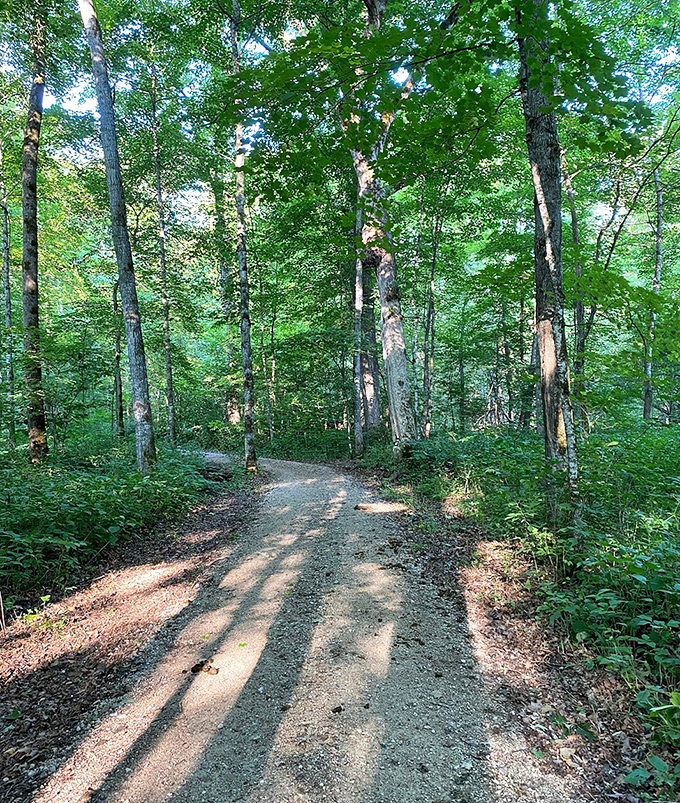 Sunlight dapples this forest trail leading to Mystery Cave, where each step brings you closer to an underground wonderland.