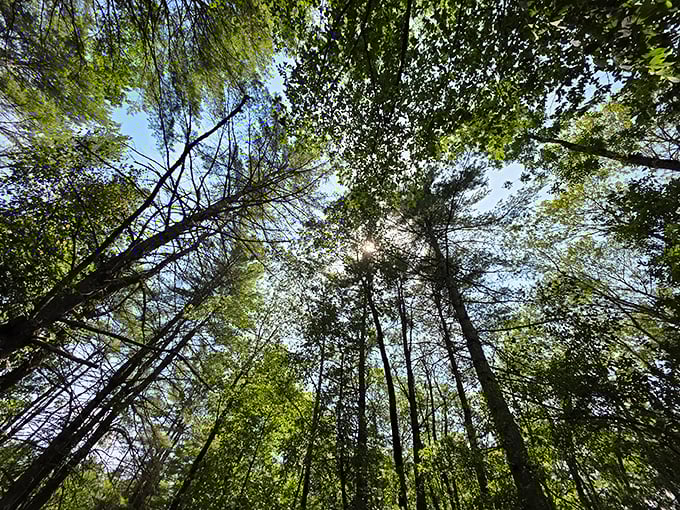 Look up! Towering trees create nature's cathedral ceiling, with sunlight filtering through like stained glass windows.