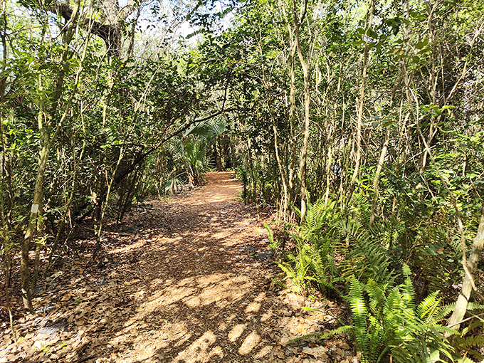 Sunlight filters through the dense canopy at Secret Woods, creating a magical forest atmosphere in this urban wilderness area.