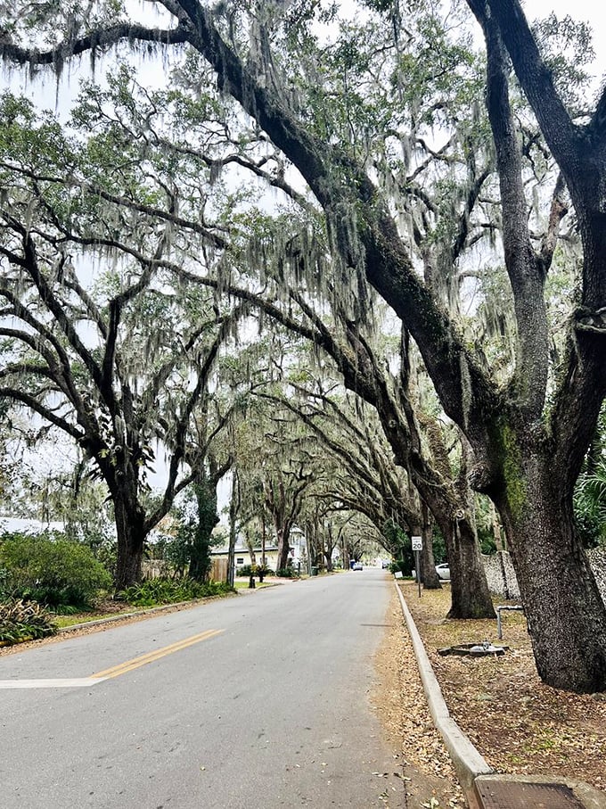 Magnolia Avenue's famous oak canopy creates a natural tunnel of trees, their massive branches meeting overhead to form one of America's most beautiful streets.