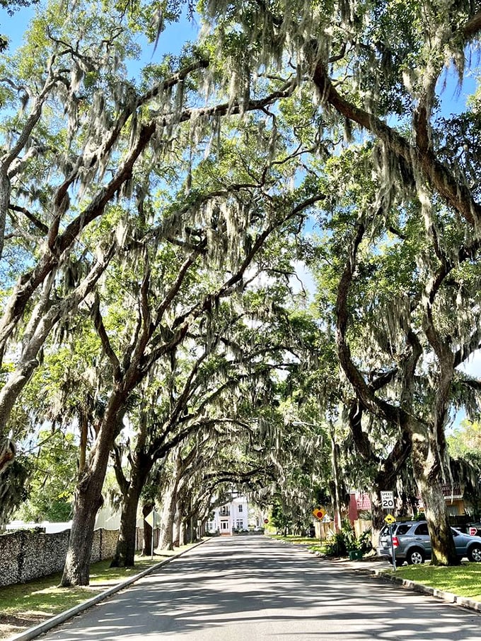 Spanish moss drapes from ancient oaks along Magnolia Avenue, creating a dreamy, atmospheric scene that feels like stepping into the Old South.