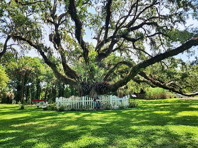 The historic sugar mill ruins create a romantic backdrop for the gardens, where industrial history meets botanical beauty in an unexpected combination.
