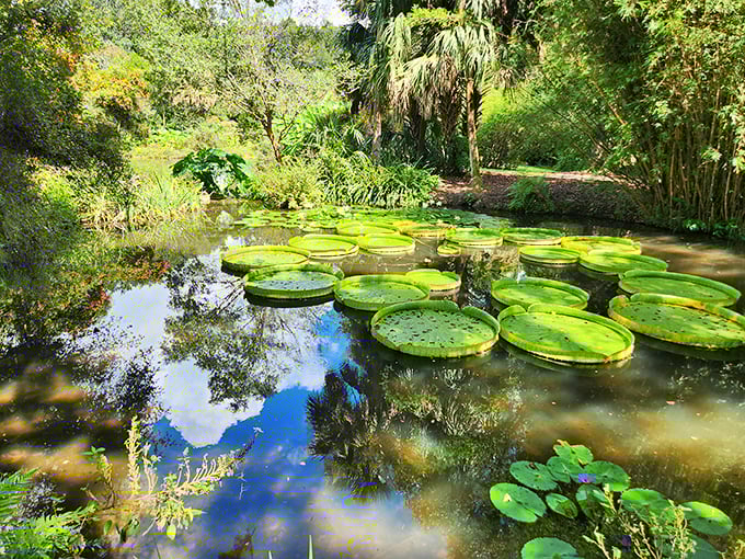 Giant lily pads float on the water at Kanapaha Botanical Gardens, their circular forms creating natural artwork on the pond's surface.
