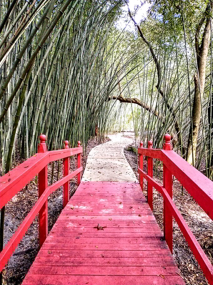 A bamboo forest creates a green cathedral effect at Kanapaha, where some varieties grow over 70 feet tall, creating dramatic vertical lines in the landscape.