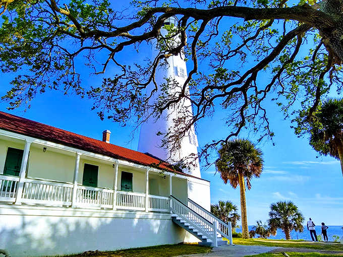 St. Marks Lighthouse gleams white against a brilliant blue sky, standing sentinel over the surrounding marshlands. The natural setting creates a peaceful escape from everyday life.