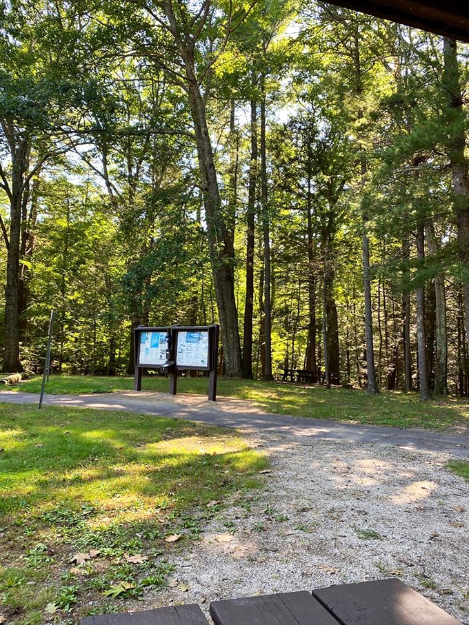 Sunlight dapples through towering trees, creating a magical forest cathedral effect on this well-maintained trail.