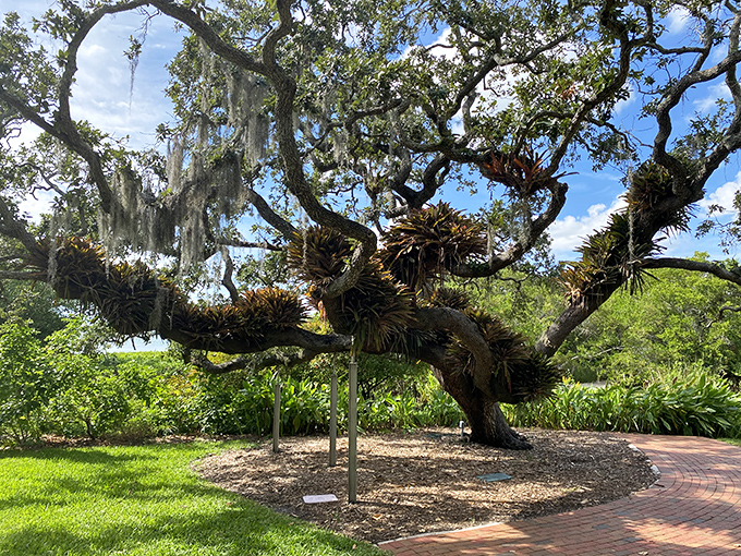Ancient oak draped with air plants creates a natural sculpture garden at Marie Selby Botanical Gardens, where Florida's wild beauty meets careful cultivation.