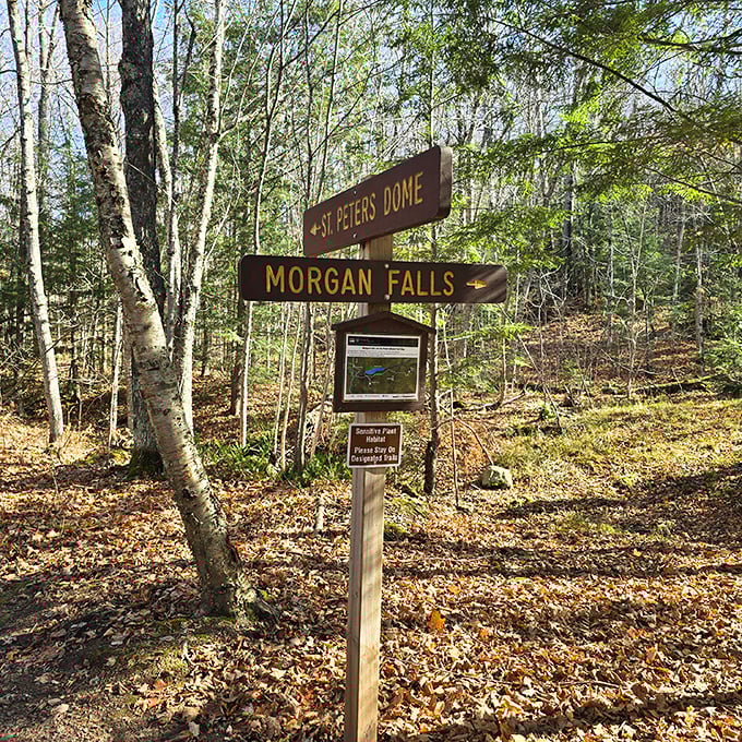 
A wooden trail sign points the way to Morgan Falls and St. Peters Dome, standing amid a forest of birch trees and autumn leaves.