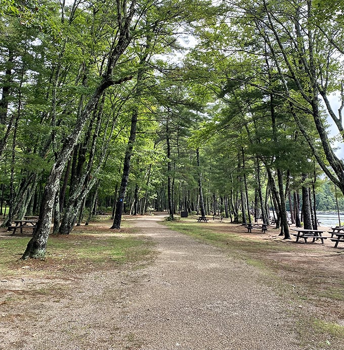 Towering pines create a natural cathedral ceiling over this Naples trail, offering cool shade and whispered forest secrets.