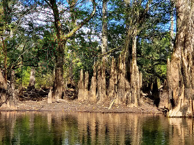 Ancient cypress knees rise from still waters like nature's sculptures, creating a primeval landscape that feels untouched by time.