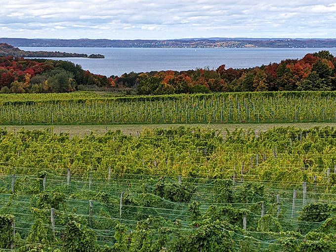Leelanau's vineyards cascade toward Grand Traverse Bay, creating a patchwork of green against autumn's fiery backdrop. Wine with a view doesn't get better than this!