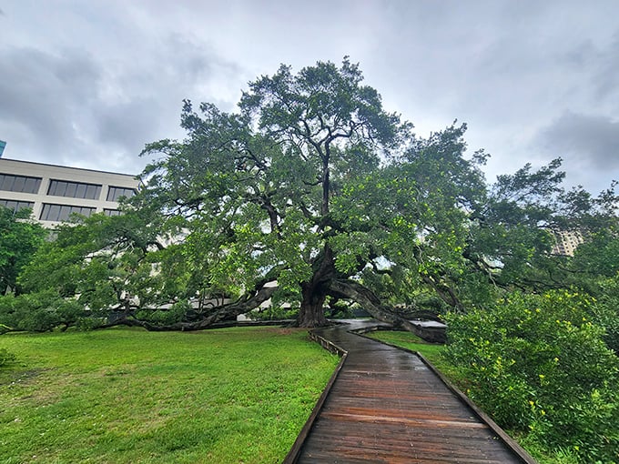 Nature's red carpet &ndash; the wooden boardwalk guides visitors around the Treaty Oak while protecting its extensive root system.
