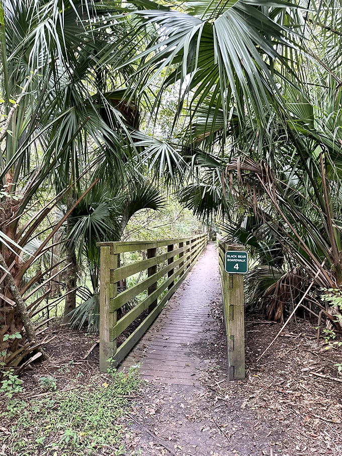 Wooden boardwalks thread through dense palmettos and cypress stands, offering safe passage over swamplands teeming with hidden wildlife.
