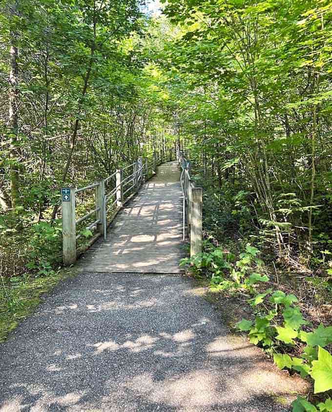 The boardwalk trail weaves through lush forest, offering an accessible path where every step builds anticipation for the watery spectacle ahead.