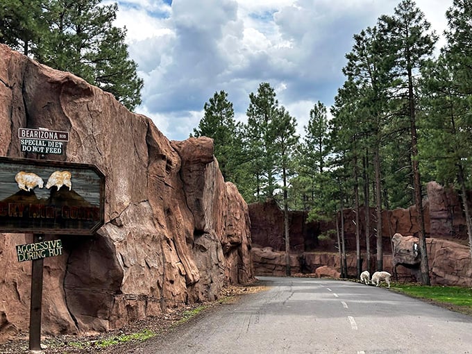 Please don't feed the wildlife takes on new meaning when these furry neighbors are eyeing your vehicle with curious interest.