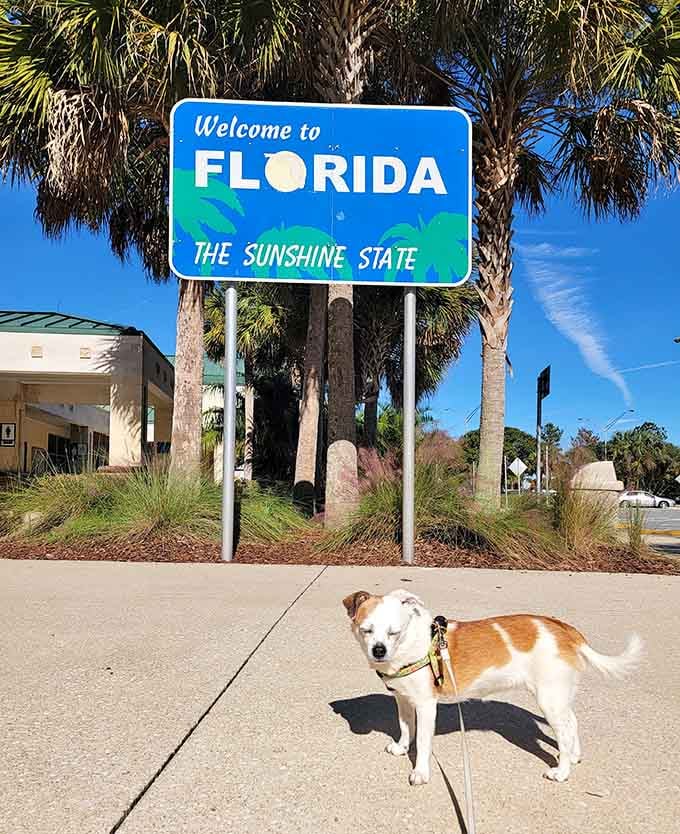 Even the four-legged travelers pause to appreciate crossing into the Sunshine State, proving that Florida's appeal transcends species.