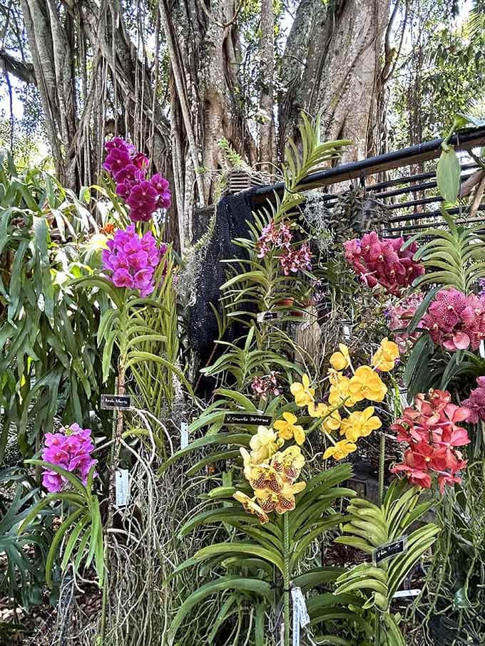It's like someone spilled a rainbow across the garden, and the orchids decided to make it permanent, absolutely stunning.
