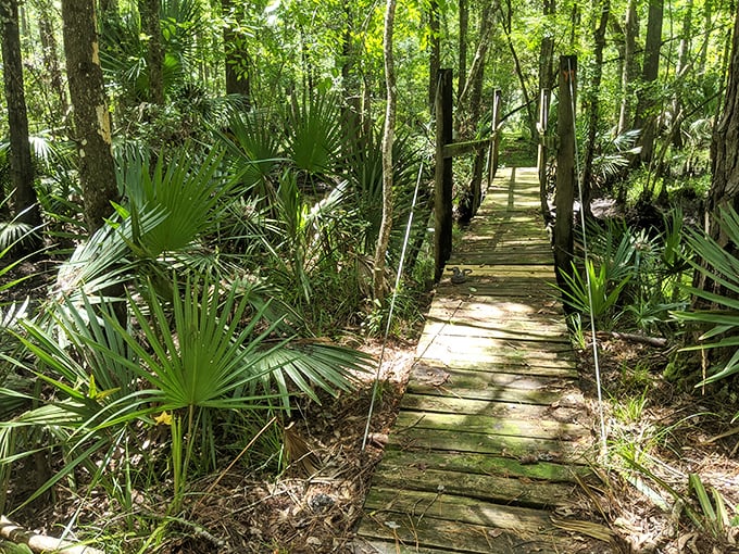 A rustic wooden footbridge creates the perfect passage through wetlands, where every creak tells stories of travelers past.