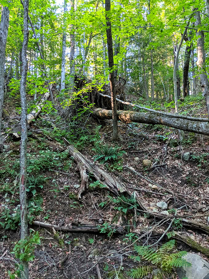 Forest cathedral: sunlight filters through the verdant canopy, creating a dappled pathway that beckons adventurers deeper into Vermont's woodland treasure.