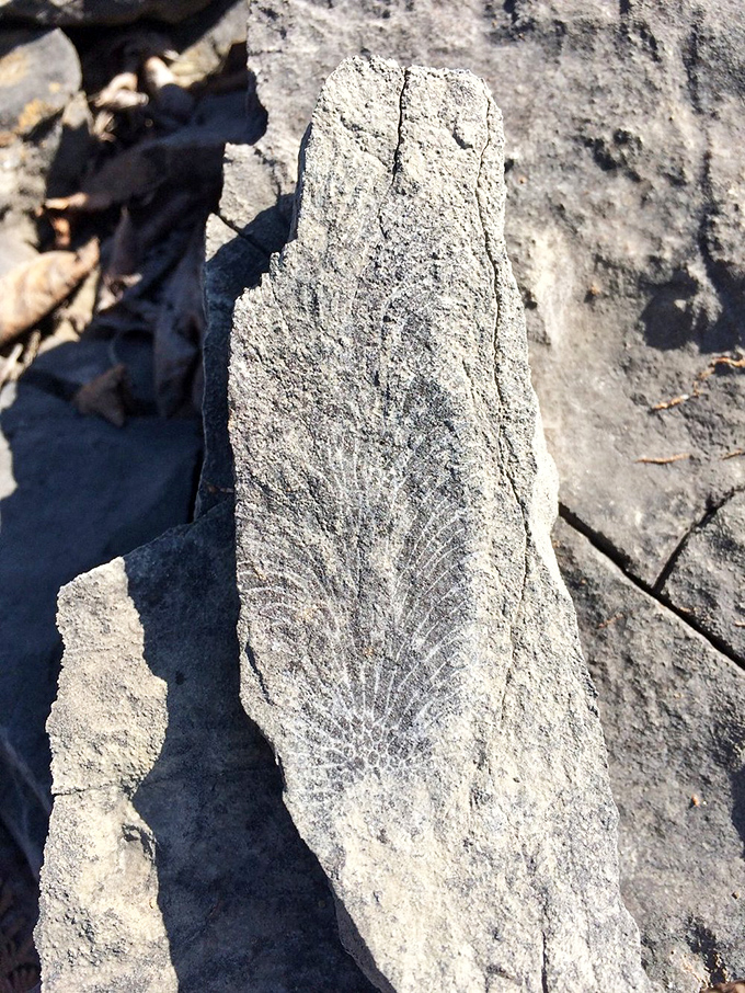 Nature's signature frozen in time &ndash; delicate fossil patterns reveal the artistic hand of evolution spanning millions of years.