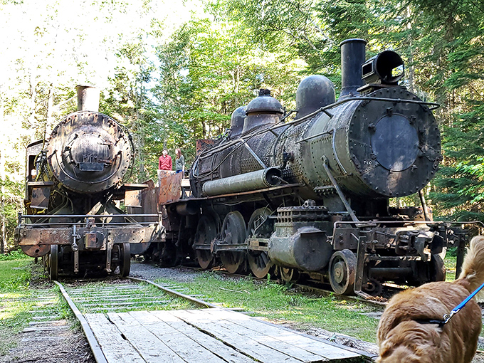 These iron behemoths once thundered through the forest, now frozen in time like mechanical Sleeping Beauties.