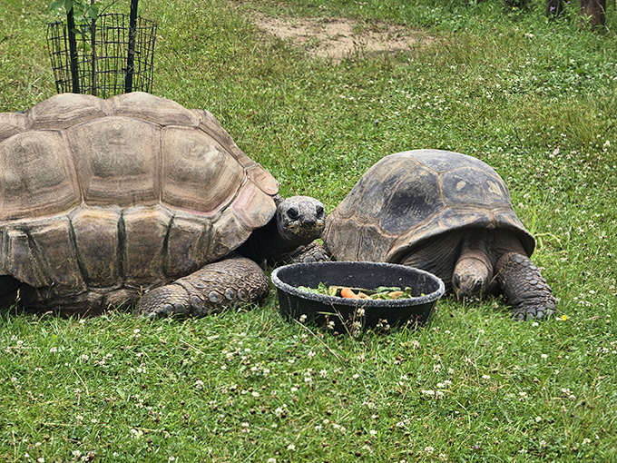 Lunchtime philosophy: Two ancient tortoises contemplating life's big questions over a shared salad.