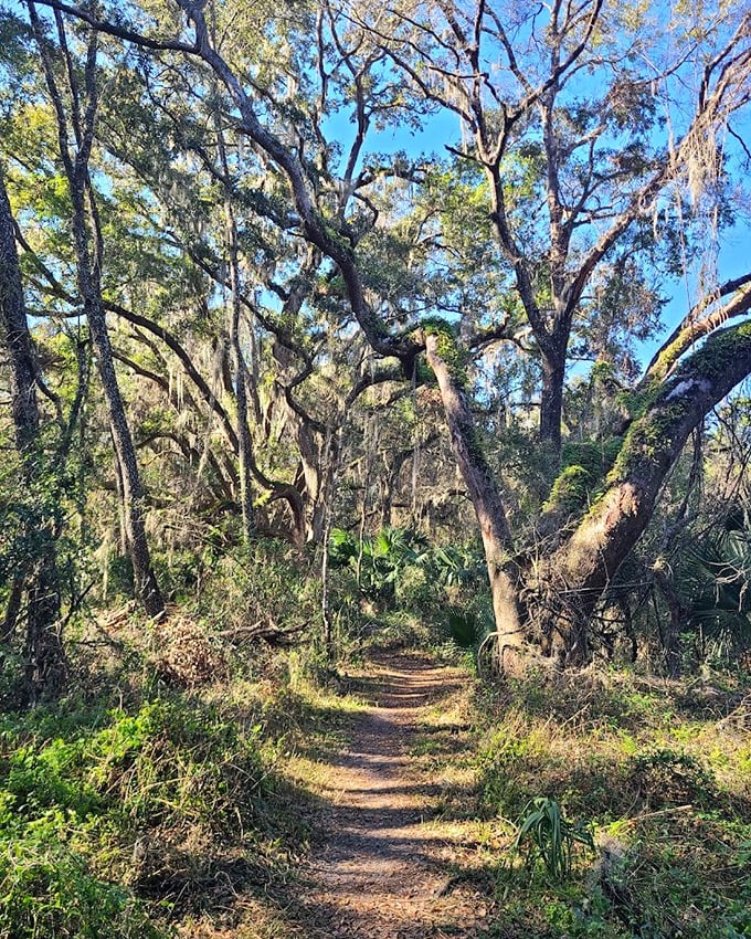 Nature's cathedral awaits &ndash; moss-draped oaks create a magical tunnel effect that would make even Tolkien jealous.