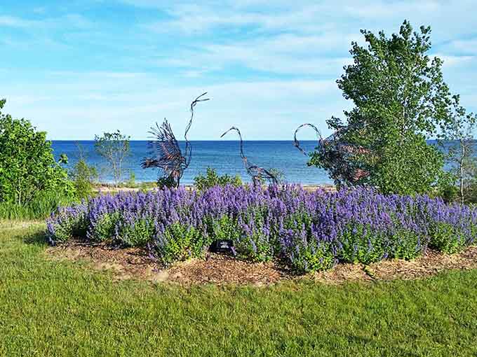 Lavender stands at attention along the shore, nature's purple tribute to Wisconsin's summer splendor.