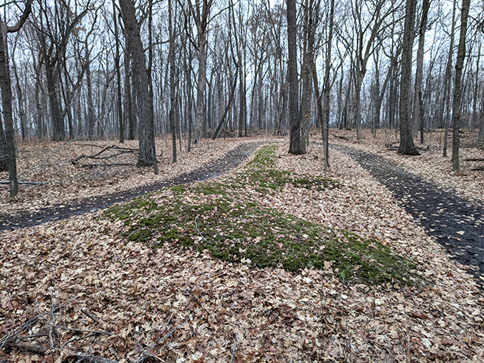 Nature slowly reclaims the forest floor, where fallen leaves create a natural carpet over paths once walked by ancient mound builders. History and nature in perfect harmony.