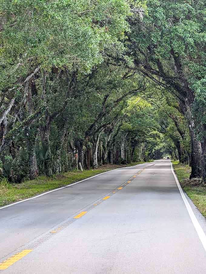 The Grade unfolds like a green ribbon through the heart of Old Florida, proving that the best attractions don't need ticket booths or parking fees to be magical.