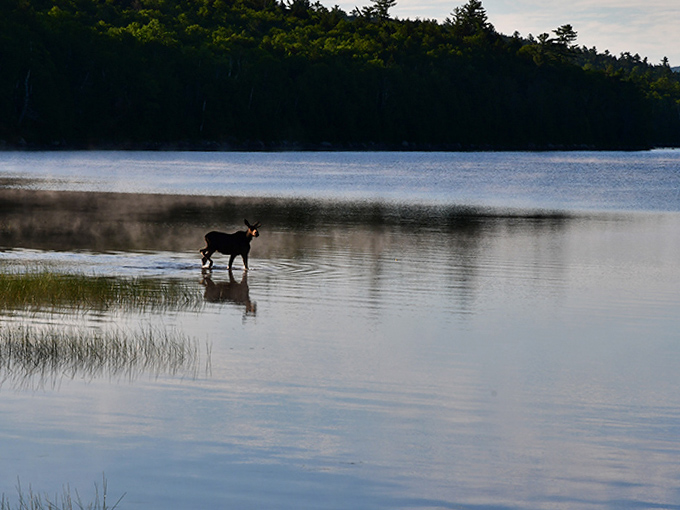 Morning commute, Maine style: A solitary moose wades through misty shallows, turning breakfast into a National Geographic moment.