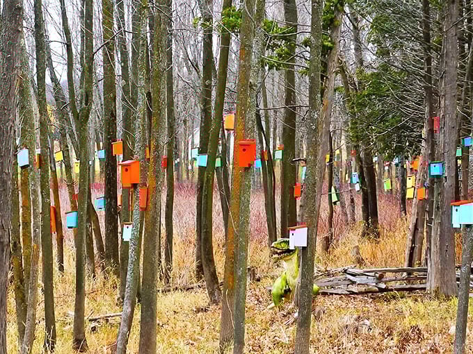 Nature's art gallery on display &ndash; hundreds of colorful birdhouses create a stunning visual tapestry against the woodland backdrop.