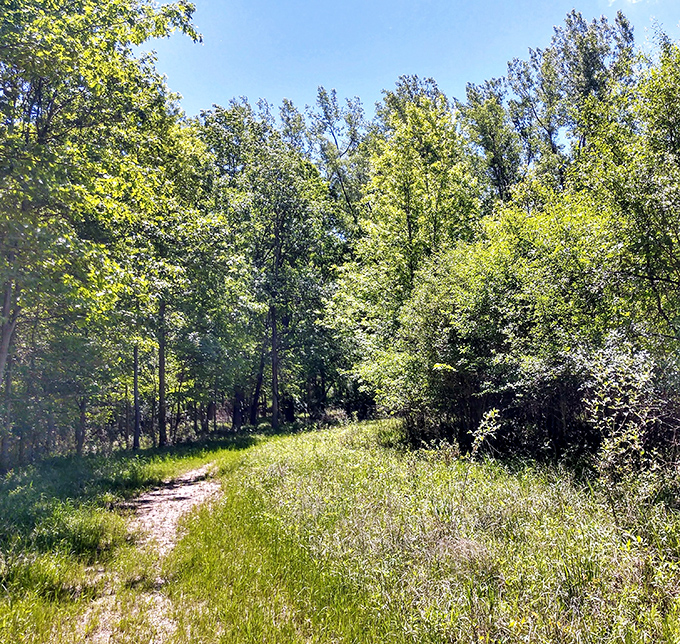 Nature's invitation: A sunlit trail beckons through verdant summer growth, promising discoveries with every step into Michigan's wild heart.