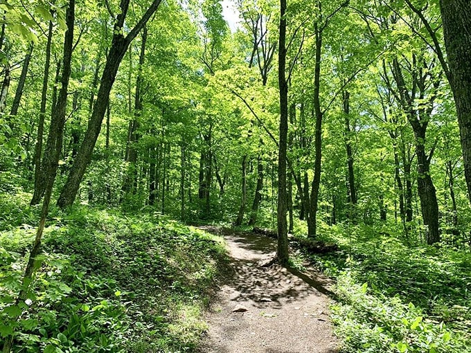 The Oberg Mountain Trail winds through sun-dappled woods, inviting explorers to discover what lies beyond each bend.