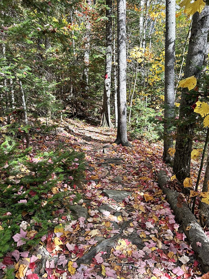 Autumn paints the forest floor in crimson and gold, turning a simple walk into a stroll through nature's finest art gallery.